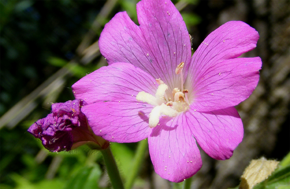 Fotoalbum Blumen 1 - fiori 1
