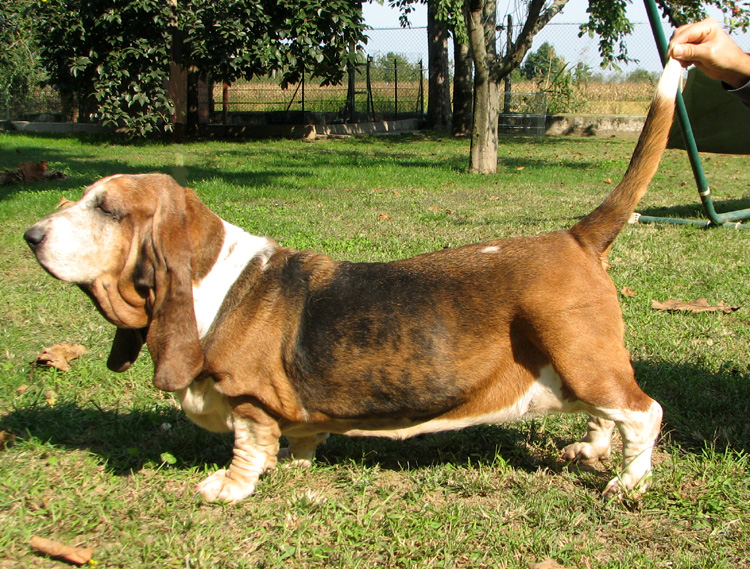 Esperienze con il Basset Hound