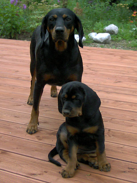 Cuccioli Di Segugio Nero Focato Speciale Issuu