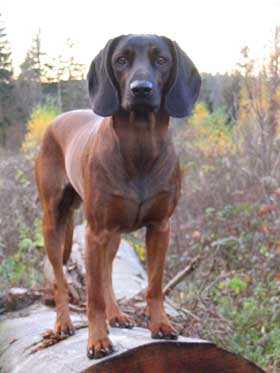 Portrait: Der Bayerische Gebirgsschweißhund (BGS)