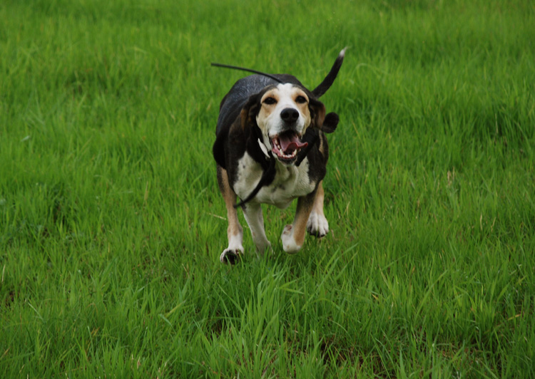 Are Dunker Puppies Lazy