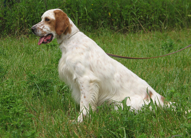 Ritratti: Il Setter Inglese