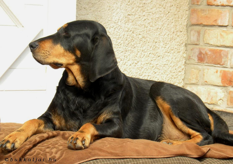 Transylvanian Hound Puppies