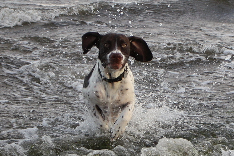 Fotoalbum Gammel Dansk Hønsehund, Dänischer Vorstehhund; Cane da ferma ...