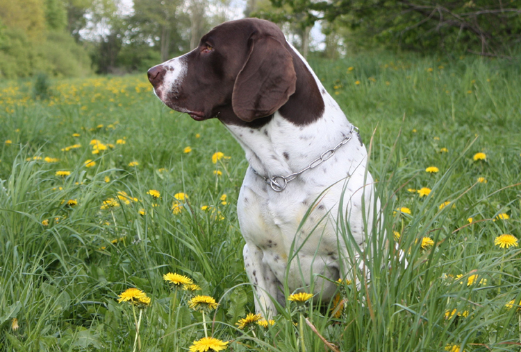 Fotoalbum Gammel Dansk Hønsehund, Dänischer Vorstehhund; Cane da ferma ...