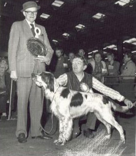 Ritratti: Il Setter irlandese rosso e bianco (2)