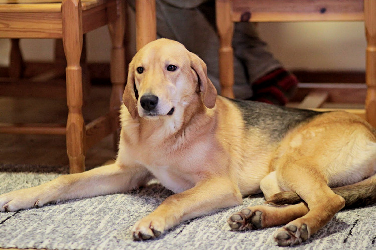 Breeders interview - Russian Hound