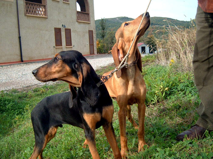 Il segugio italico a caccia in Germania?