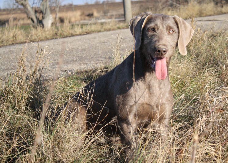 Rauhaar Vorstehhund Jagd Vorstehhunde Walliser Schweisshundeführer,