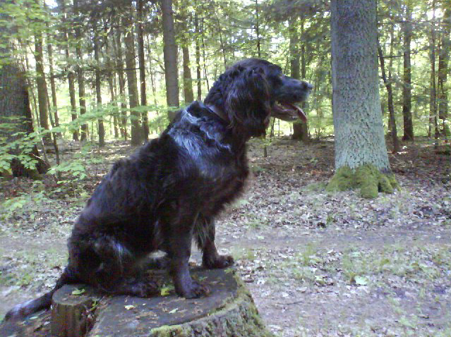 Züchterinterview - Deutscher Wachtelhund