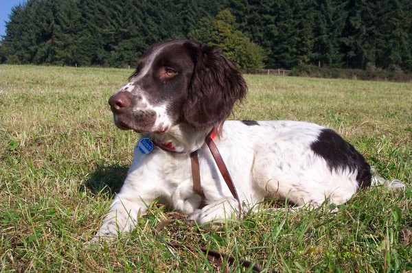 Züchterinterview - Deutscher Wachtelhund